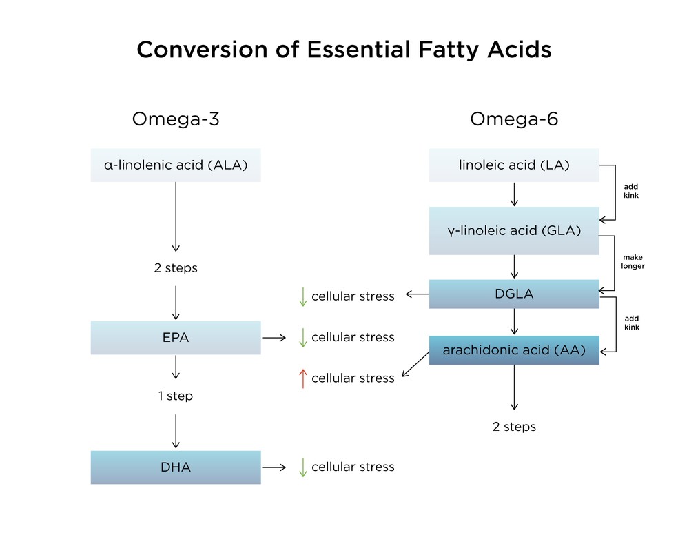 The Health Benefits of Gamma Linolenic Acid (GLA) | Nordic Naturals